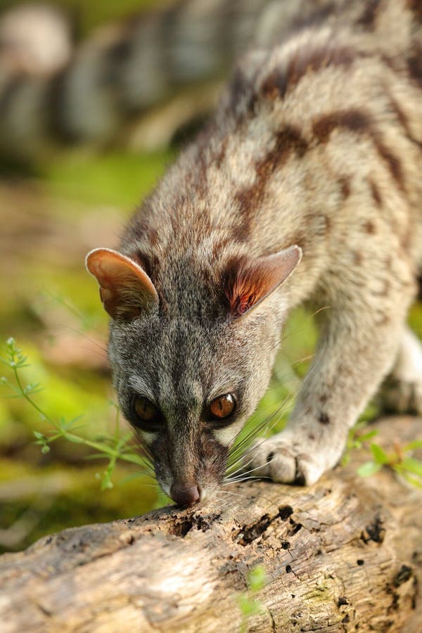 Genet Commun Sur Le Fond Blanc Image stock - Image du copie, isolement ...