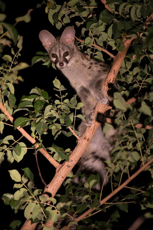 Angolan Giraffe stock photo. Image of africa, national - 50355202