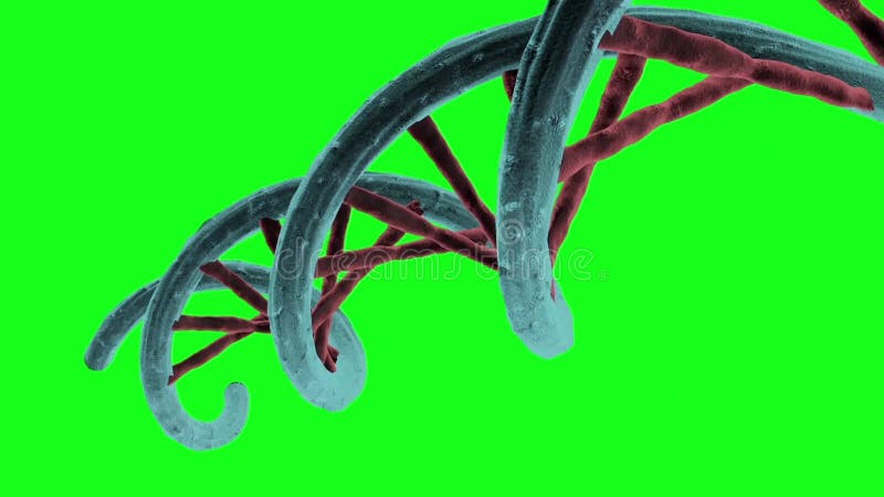 Genetic Code DNA Structure Double Helix Medium Green Screen Stock Video ...