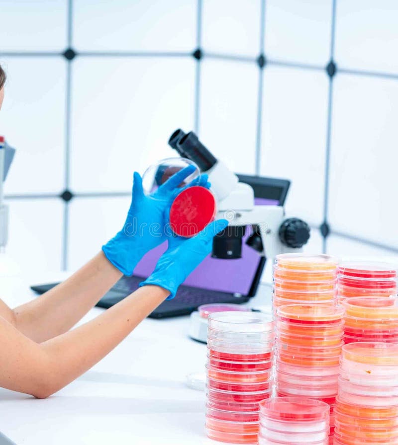 Genetic Engineering Experiments: Petri Dishes are Used in Genetic Engi ...