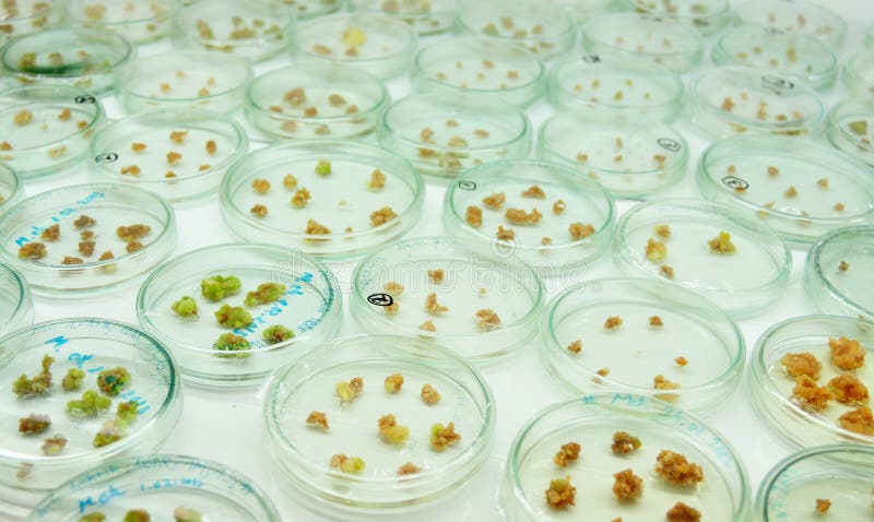 Genetic engineering stock image. Image of laboratory - 30367239