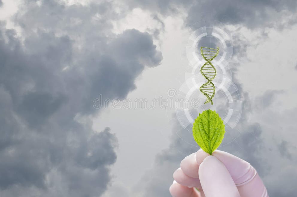 Genetic Engineering and Nature Stock Photo - Image of laboratory, plant ...