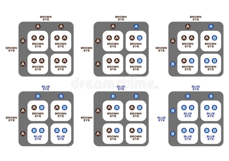 Genetic Eye Color Vector / Blue and Brown / Inheritance Stock Vector ...