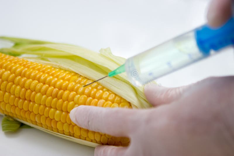 Genetic Engineering on Corn Stock Photo - Image of laboratory, danger ...