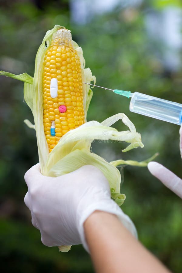 Genetic food engineering stock image. Image of laboratory - 19077597