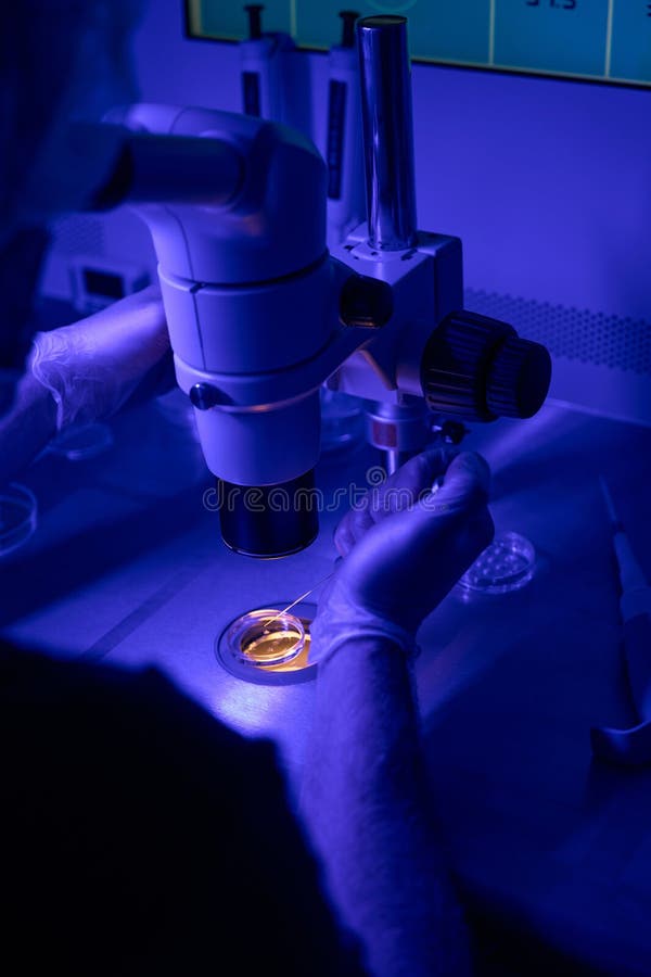 Genetic Laboratory Technician Making Intracytoplasmic Sperm Injection ...