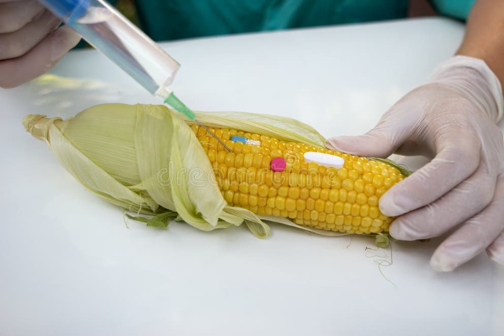 Genetic Modification of Corn Stock Image - Image of danger, cereal ...