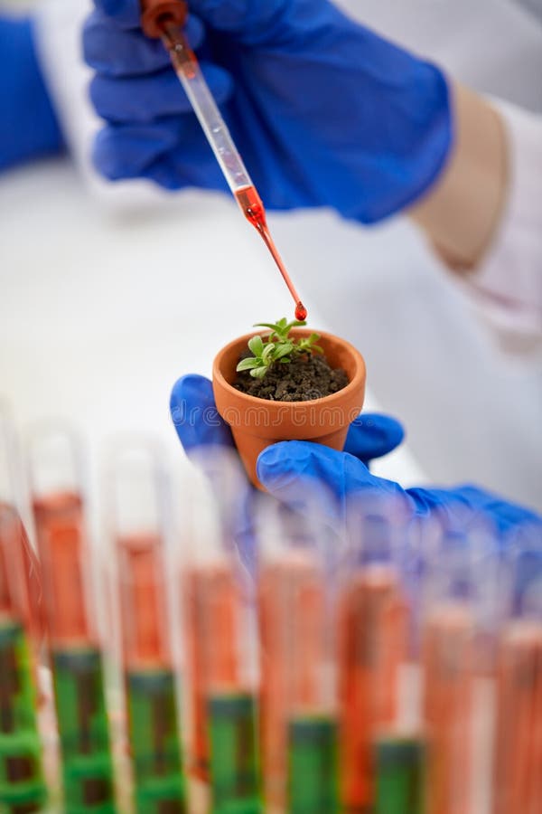 Genetic modified gmo plant stock photo. Image of gloves - 75495934