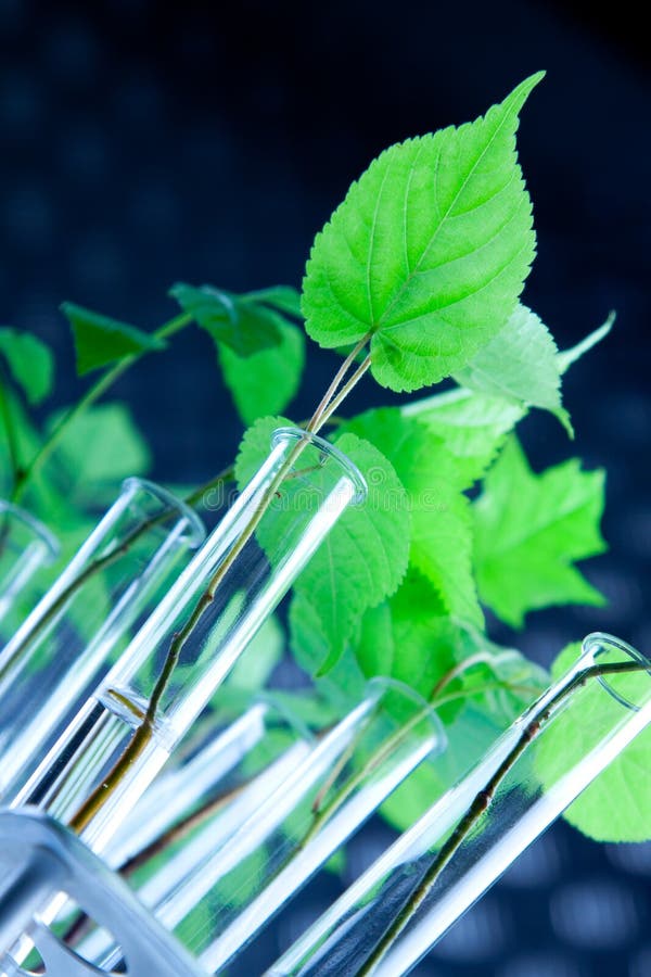 Green Leaf with Dew Drops stock photo. Image of leaves - 11790364