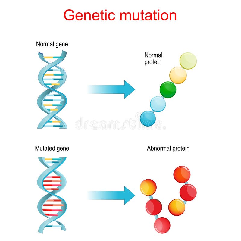 Genetic Mutation. Normal and Mutated Genes that Synthesis Normal and ...