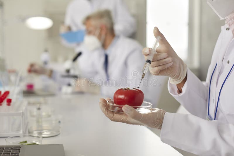 Genetic Scientist Working on GM Tomatoes while Doing Research in Food ...