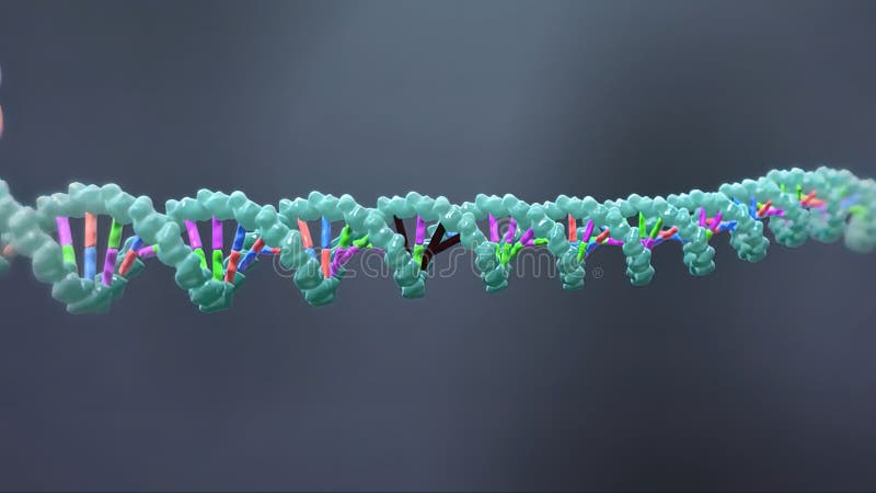 The Genetic Structure of 3D Animated DNA Stock Illustration ...