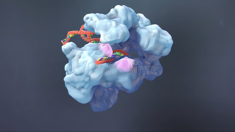 The Genetic Structure of 3D Animated DNA Stock Illustration ...