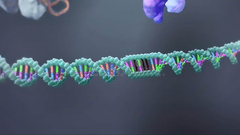 The Genetic Structure of 3D Animated DNA Stock Illustration ...