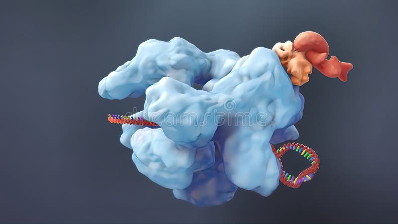 The Genetic Structure of 3D Animated DNA Stock Illustration ...