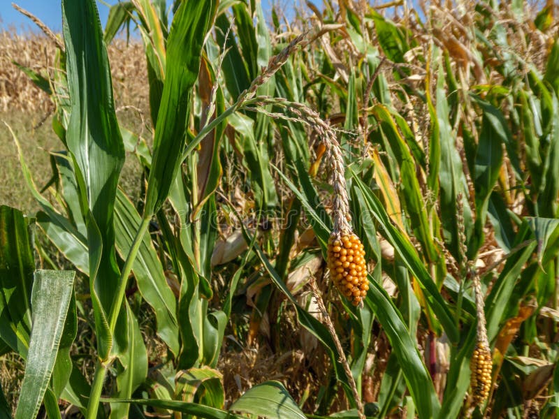 Genetically Modified Corn Plants, Mutation of Corn. Male Bloom Wearing ...