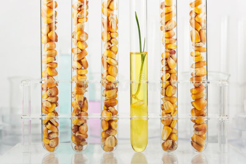 Monsanto GMO Corn Field stock image. Image of arizona - 41701479