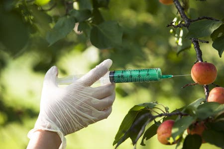 Genetically modified fruit stock image. Image of biology - 32380887