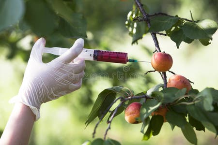 Genetically modified fruit stock photo. Image of health - 32406364