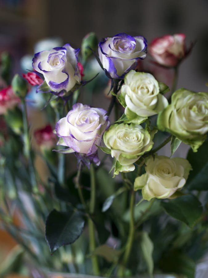 35,943 Roses Blue Flowers Stock Photos - Free & Royalty-Free Stock ...