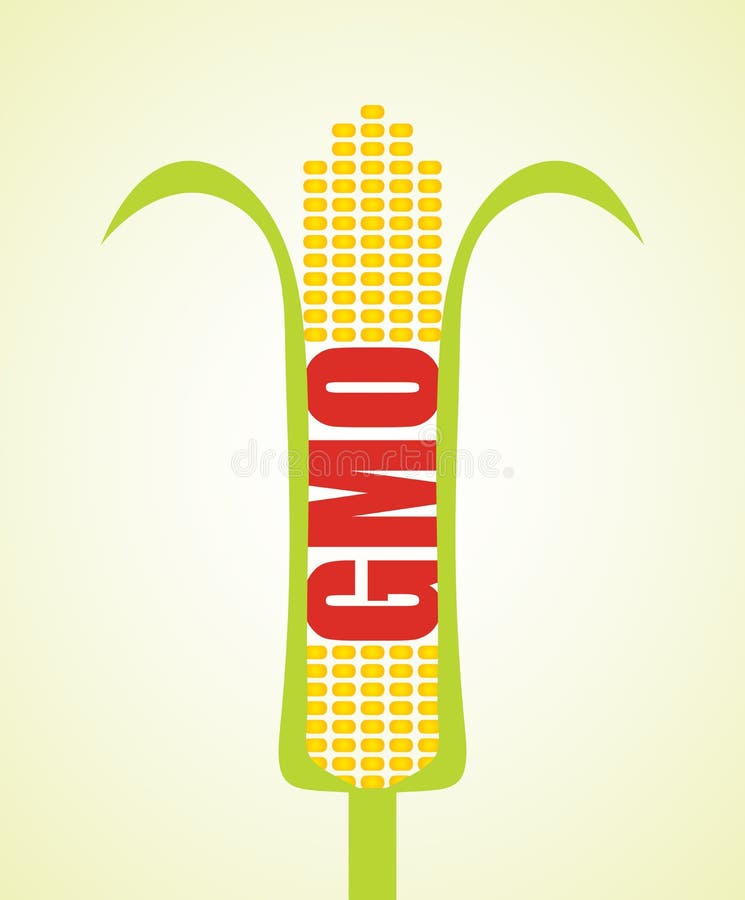 Genetically modified maize stock vector. Illustration of guarantee ...