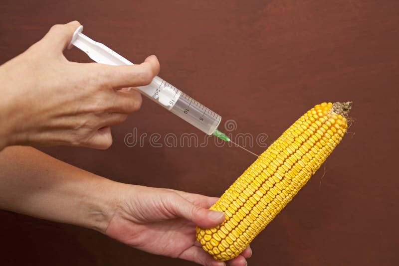 Genetically Modified Organism Stock Photo - Image of laboratory ...