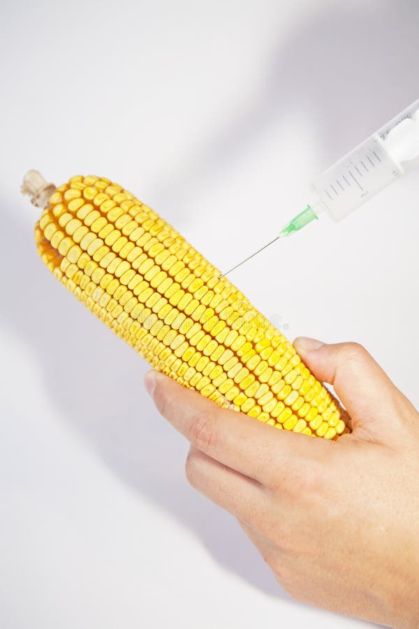 Genetically Modified Organism - Corn Stock Image - Image of engineering ...