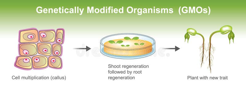 Genetically Modified Organisms GMOs Stock Illustration - Illustration ...