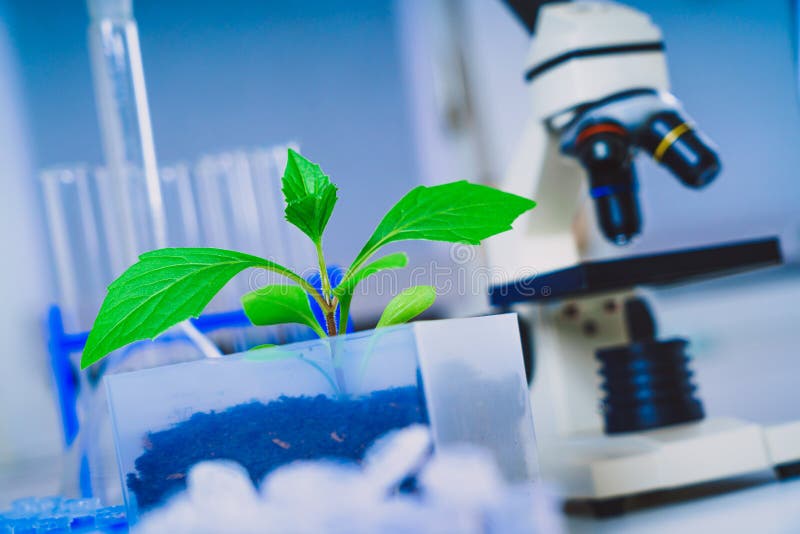 Genetically Modified Plant Tested .Ecology Laboratory Exploring New ...