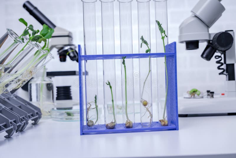 Genetically Modified Plant Tested .Ecology Laboratory Exploring New ...