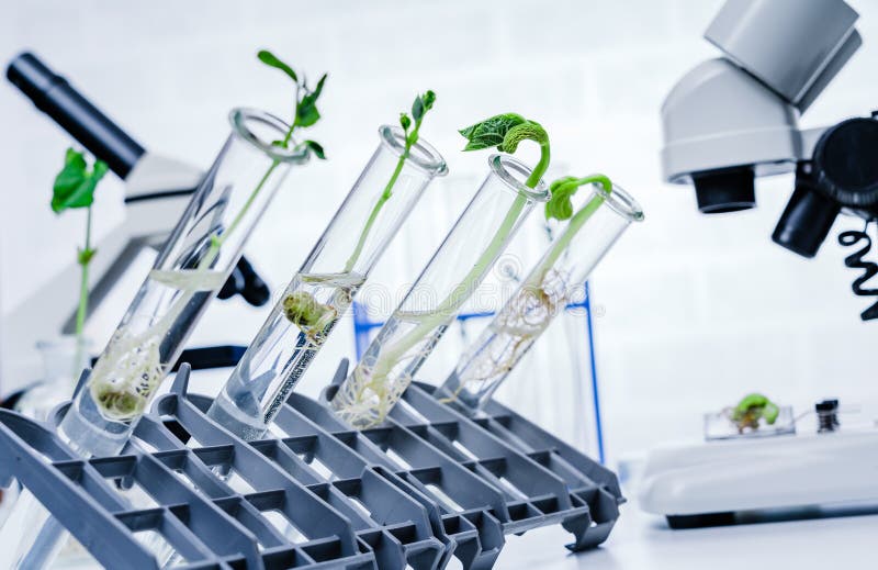 Genetically Modified Plant Tested .Ecology Laboratory Exploring New ...
