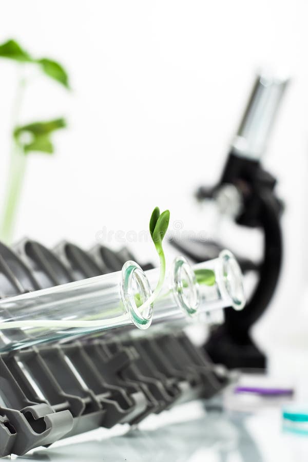 Genetically Modified Plant Tested in Test Tube . Stock Image - Image of ...