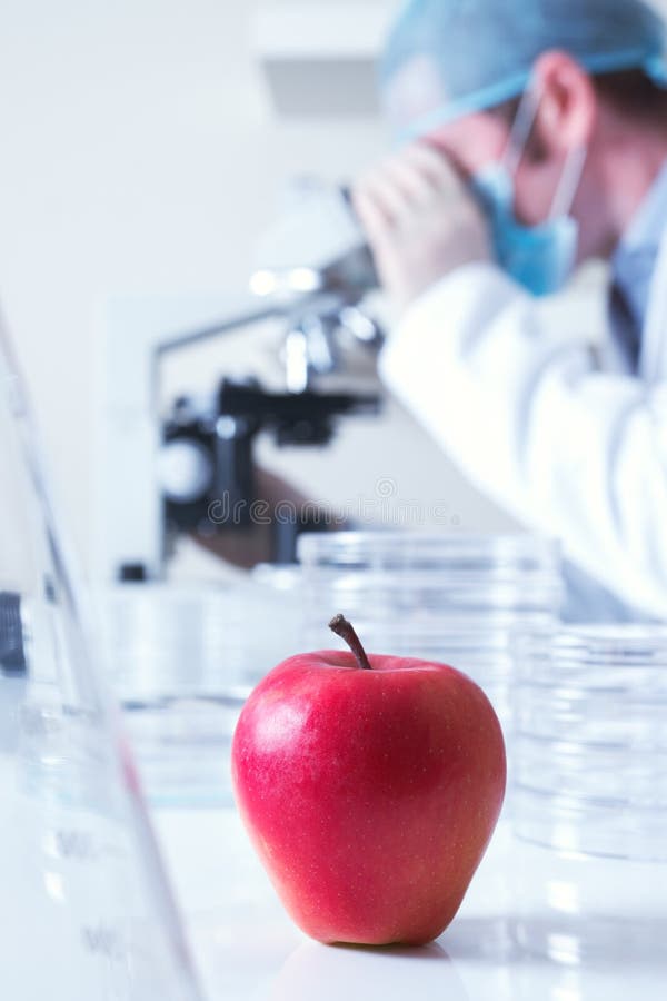 Genetically Modified Red Apple Stock Photo - Image of test, technology ...