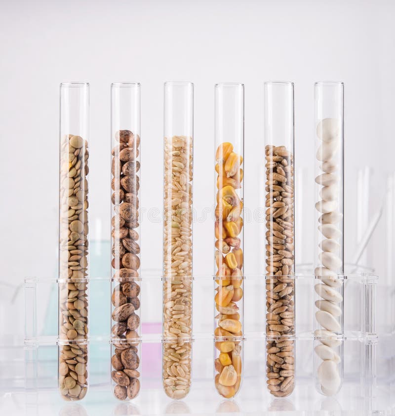 Genetically modified seeds stock image. Image of food - 50993815