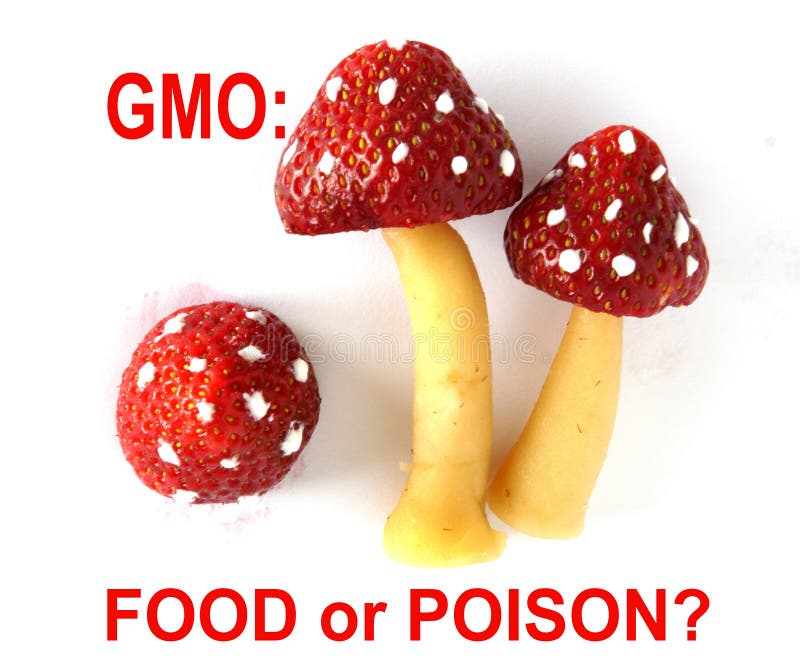 Genetically Modified Strawberries Stock Photo - Image of manipulation ...