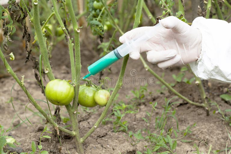Genetically Modified Vegetable Stock Image - Image of gloves ...
