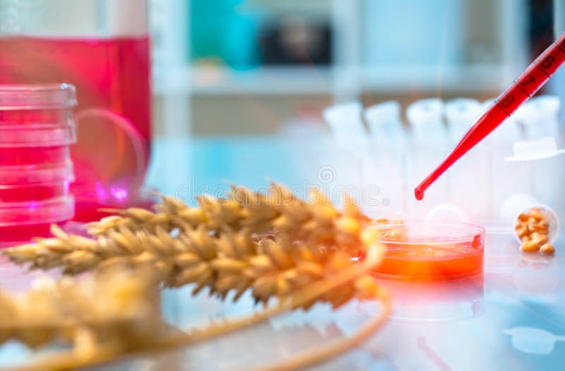 Genetically modified wheat stock image. Image of science - 27191233