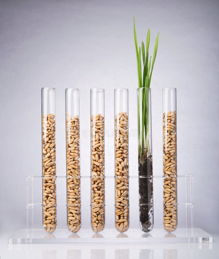 Genetically modified wheat stock photo. Image of innovation - 51371532