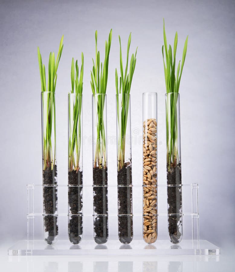 Genetically modified wheat stock photo. Image of change - 51371608