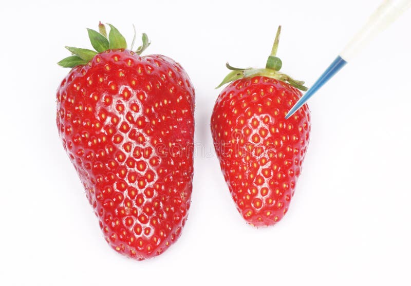Genetically Modifying Strawberries Stock Photo - Image of artificial ...