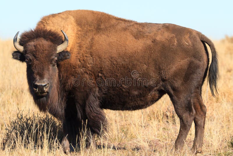 American Bison on the High Plains of Colorado Stock Photo - Image of ...