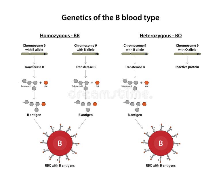 Genetics of the B Blood Type Stock Vector - Illustration of blood ...