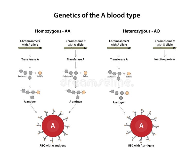 Genetics of ABO Blood System. Stock Illustration - Illustration of ...