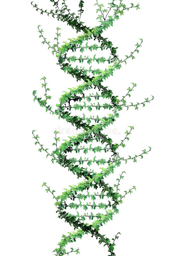 Genetics and Botany stock illustration. Illustration of double - 355681126