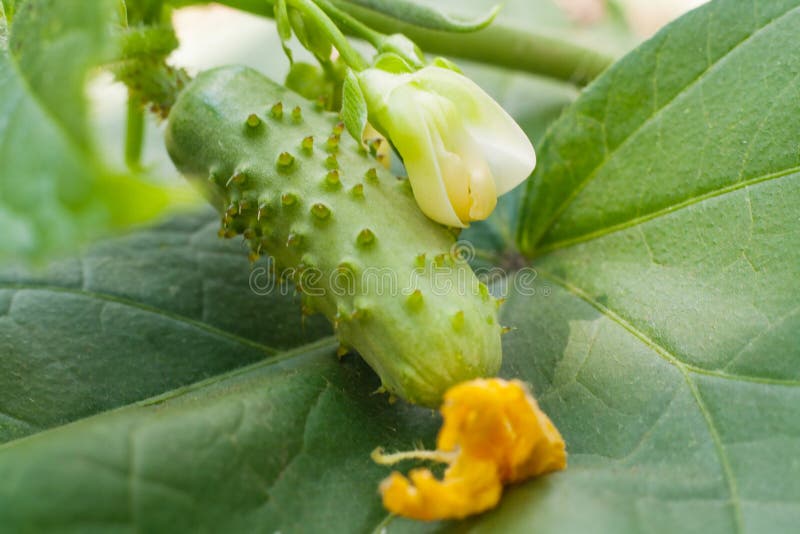 Genetics a Cucumber with Haricot Stock Photo - Image of green, farming ...