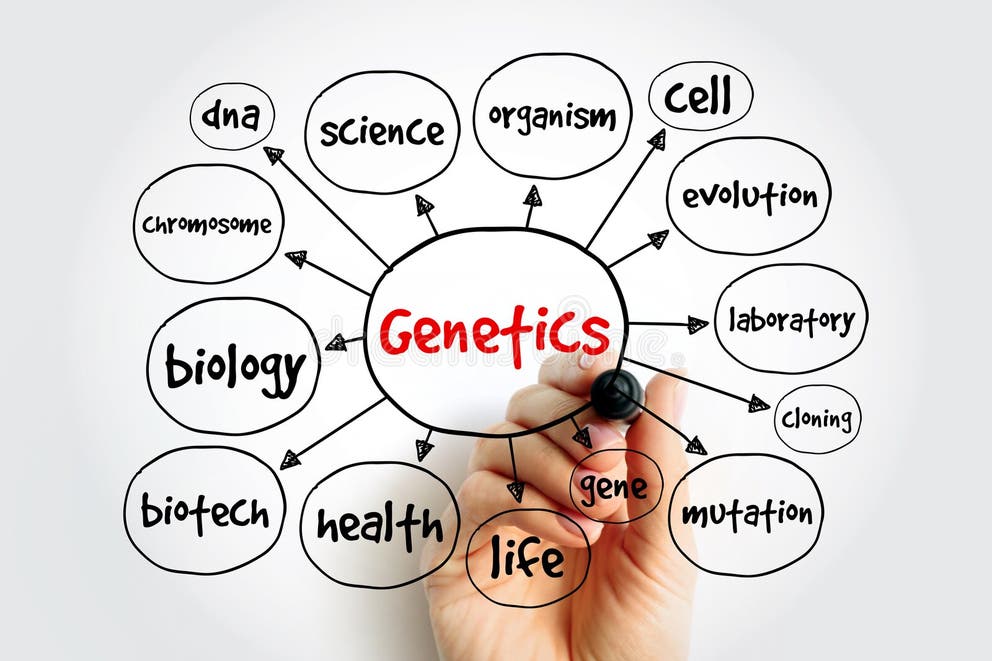 Genetics Mind Map, Medical Concept for Presentations and Reports Stock Image - Image of ...