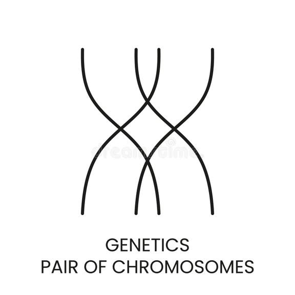 Genetics, Pair of Chromosomes Line Vector Icon with Editable Stroke ...