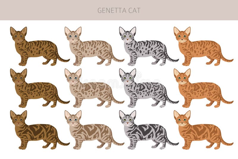 Genetta Cat Clipart. All Cat Breeds Characteristics Infographic Stock ...