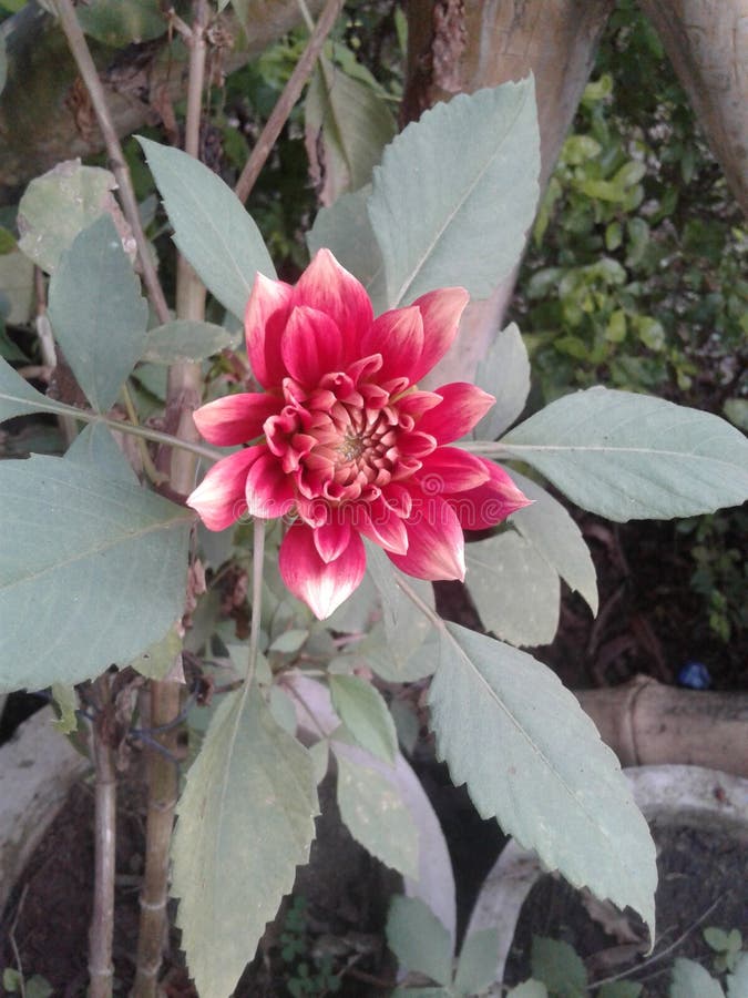 Genia flowers stock photo. Image of genia, flowers, leafs - 136085896