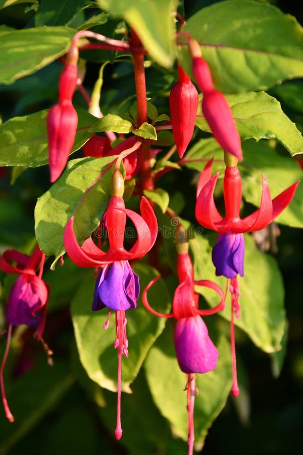 Genii Hardy Fuchsia in a Garden Stock Image - Image of colorful, floral ...
